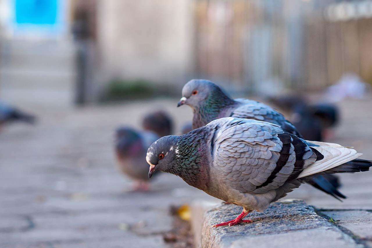 What You Should Know About Pigeons In New York City | Wildlife Removal NY